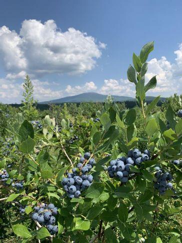 DAY TRIPPING The Joys of Picking Your Own Blueberries